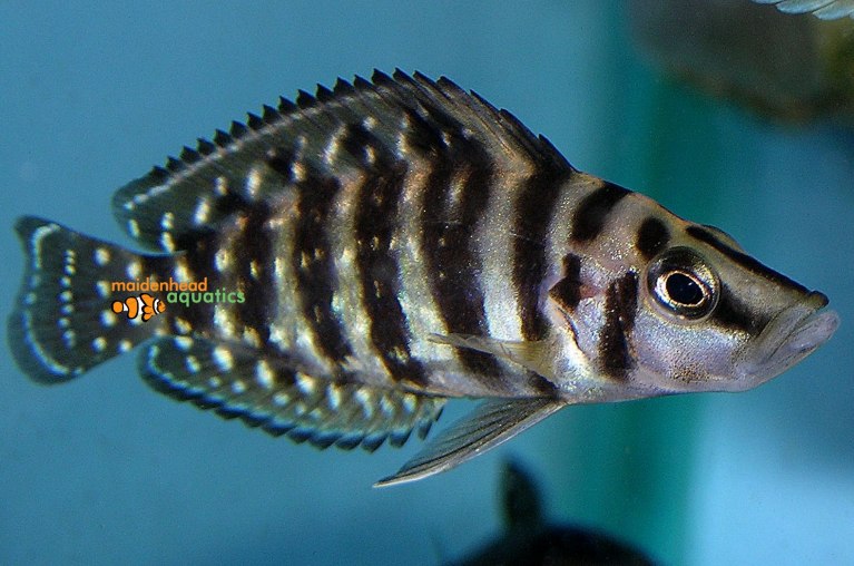 Calvus Cichlid-Altolamprologus calvus
