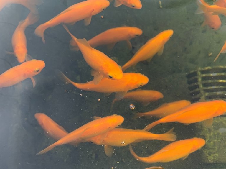 Canary Goldfish-Carassius auratus auratus