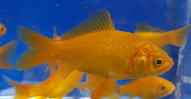 Canary Goldfish-Carassius auratus auratus