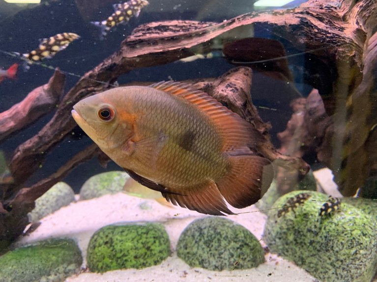 Chocolate Cichlid-Hypselecara temporalis