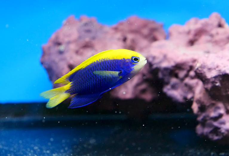 Starck's Damselfish-Chrysiptera starcki