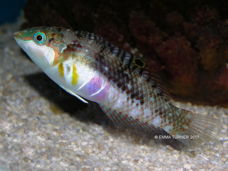 Clouded Wrasse-Halichoeres nebulosus