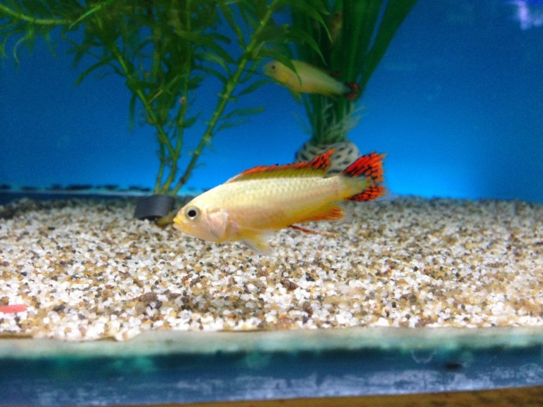 Cockatoo Dwarf Cichlid-Apistogramma cacatuoides