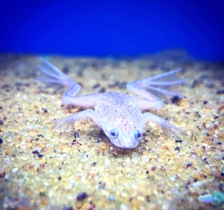 African Dwarf Frog-Hymenochirus
