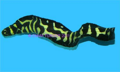 Convict Blenny-Pholidichthys leucotaenia