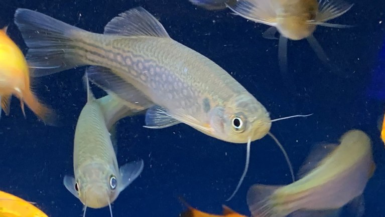 Moustached Danio-Danio dangila