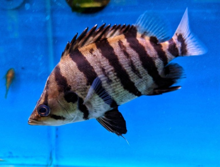 Four-banded Tiger Fish-Datnioides polota
