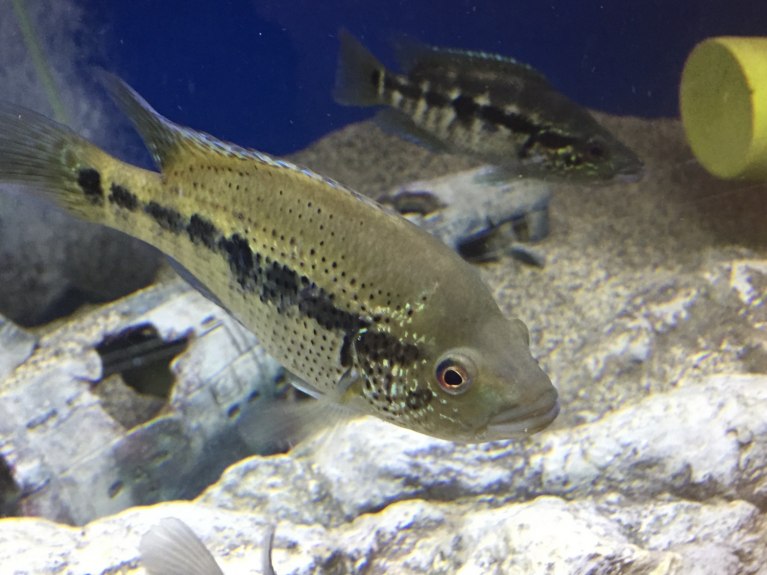 Wolf Cichlid-Parachromis dovii