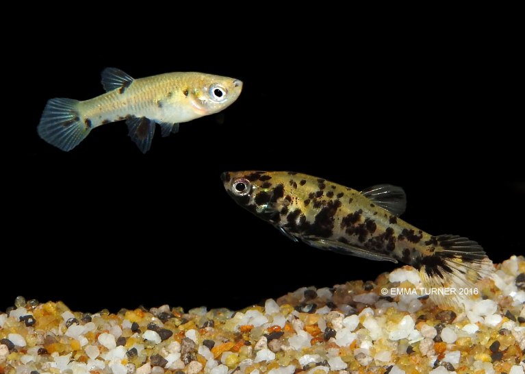 Dusky Millions Fish-Phalloceros caudimaculatus