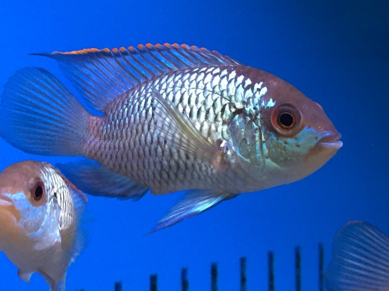 Electric Blue Acara-Andinoacara pulcher