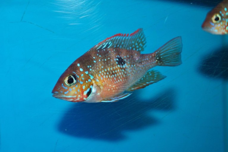 Ellioti Cichlid-Thorichthys ellioti