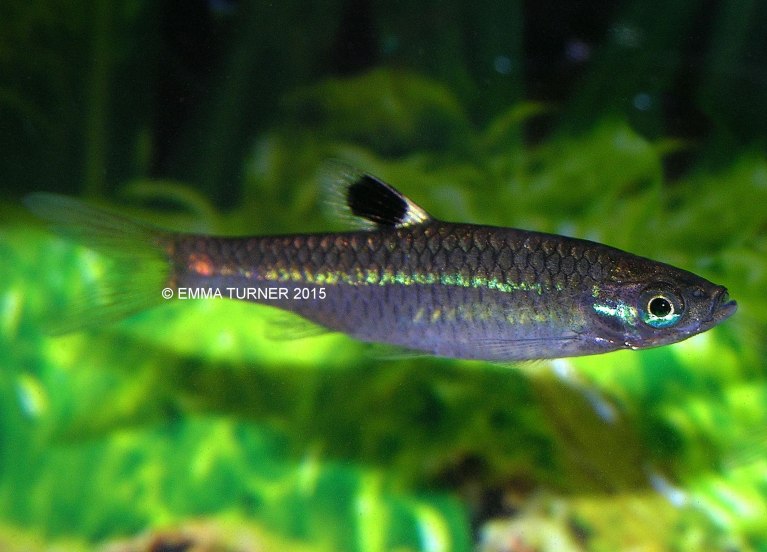 Eyespot Rasbora-Brevibora dorsiocellata