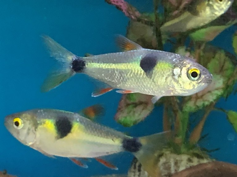 Bucktoothed Characin-Exodon paradoxus
