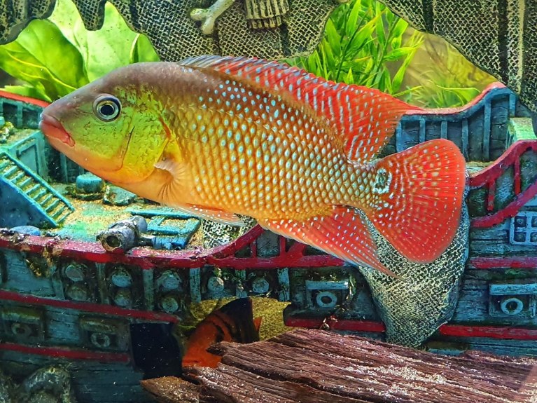 Red Terror-Mesoheros festae