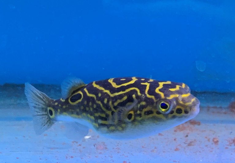 Figure of Eight Puffer-Dichotomyctere biocellatus