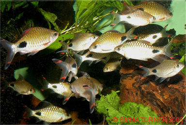 Filament Barb-Dawkinsia filamentosa