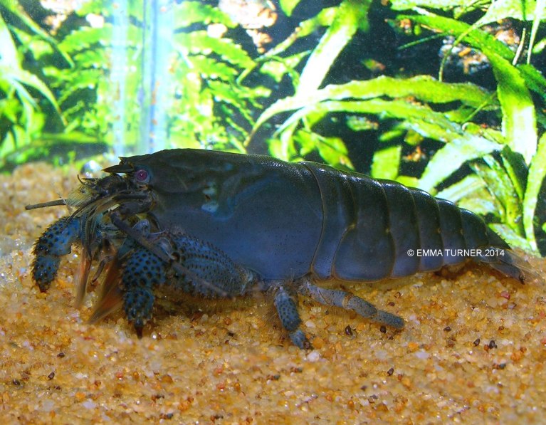 Giant Fan Shrimp-Atya gabonensis