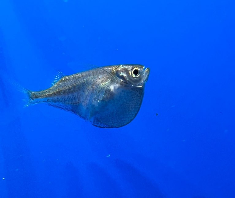 Giant Silver Hatchetfish-Thoracocharax securis