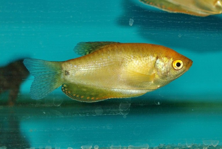 Gold Gourami-Trichopodus trichopterus