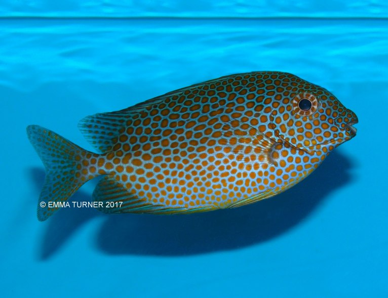 Orangespot rabbitfish-Siganus punctatus