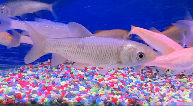 Grass Carp-Ctenopharyngodon idella