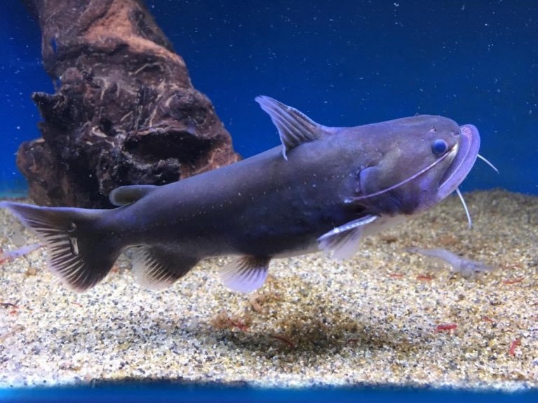 Gulper Catfish - Asterophysus batrachus