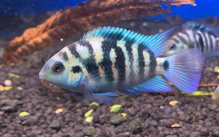 Honduran Red Point - Amatitlania sp. 'Honduran Red Point'