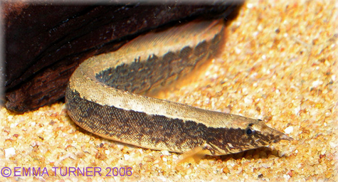 Half Banded Spiny Eel-Macrognathus circumcinctus