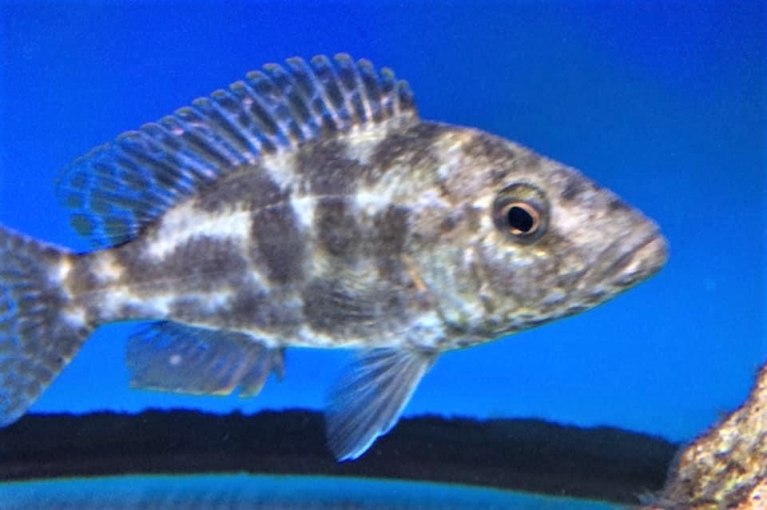 Hap Polystigma-Nimbochromis polystigma