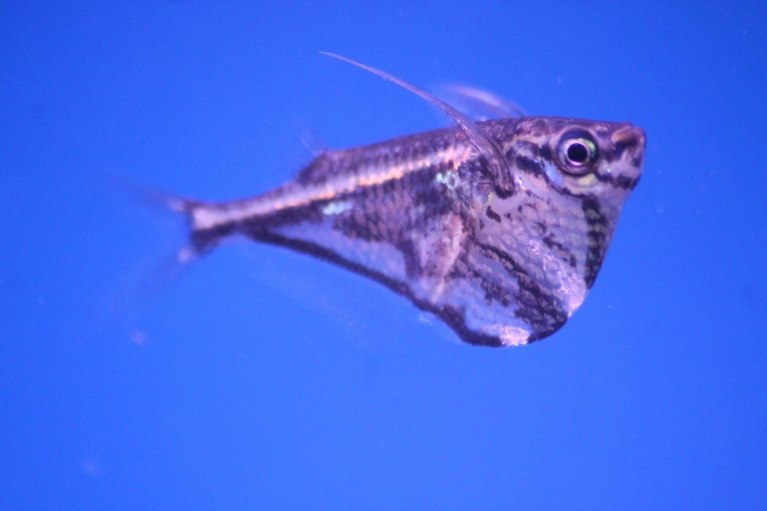 Marbled Hatchetfish-Carnegiella strigata