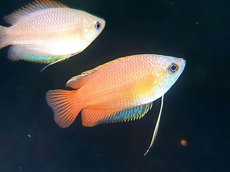 Honey Gourami-Trichogaster chuna