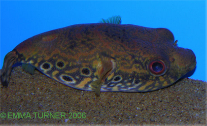 Humpback Puffer-Pao palembangensis