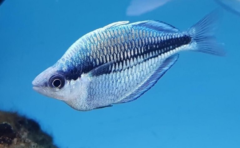 Kamaka Rainbowfish-Melanotaenia kamaka