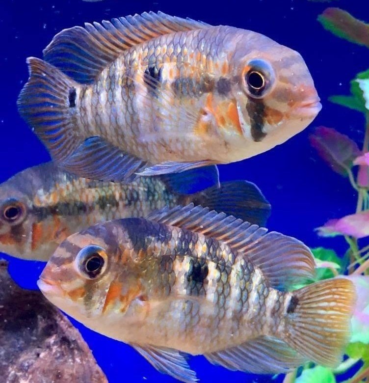 Red-cheek Krobia. Krobia xinguensis