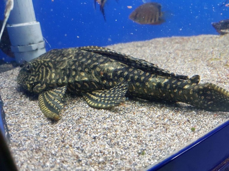 Marbled Sailfin Plec-L001-L022-Pterygoplichthys joselimaianus