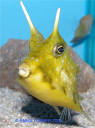 Long Horn Cowfish-Lactoria cornuta