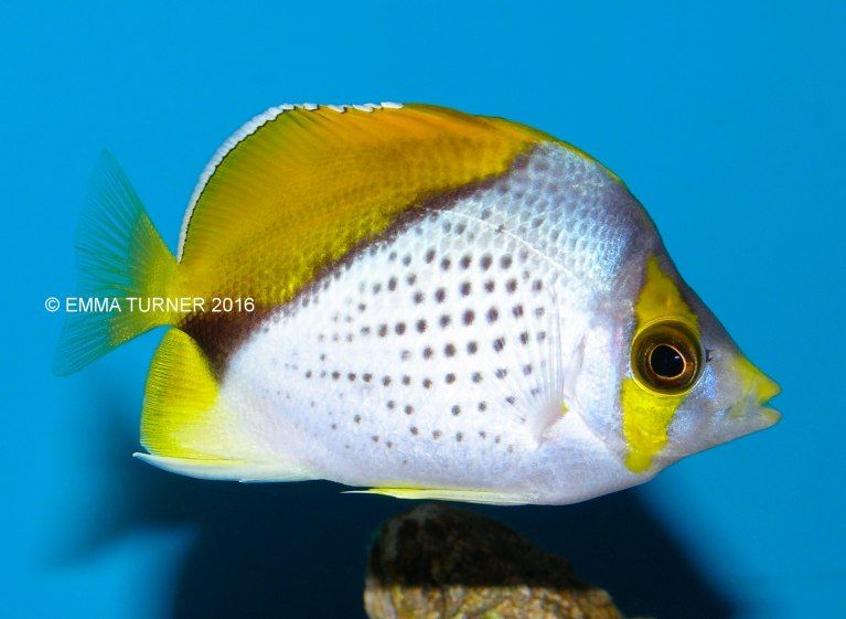 Marquesas Butterflyfish-Chaetodon declivis