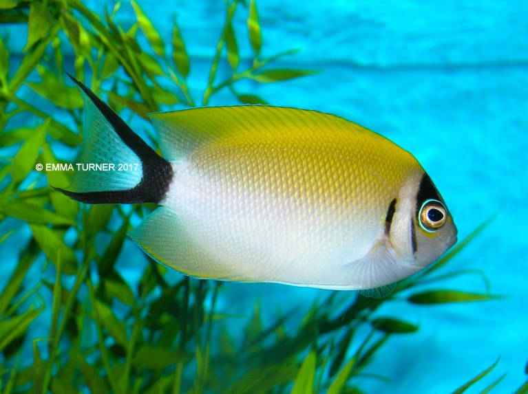 Masked Swallowtail Angelfish-Genicanthus semifasciatus