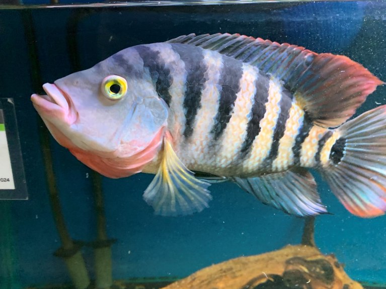 Mayan Cichlid-Mayaheros urophthalmus