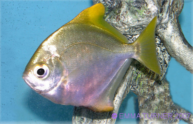 Mono-Monodactylus argenteus