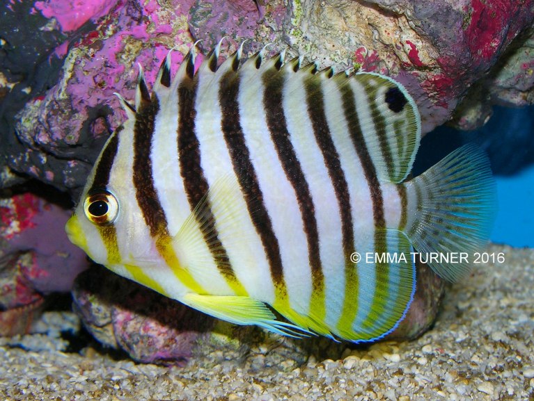 Multibarred Angelfish-Paracentropyge multifasciata