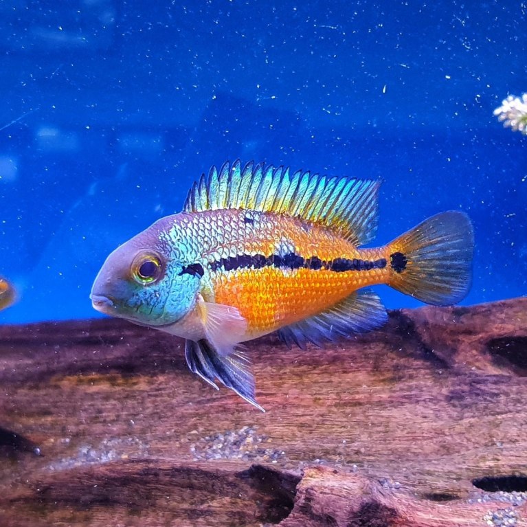 Nicaragua Cichlid-Hypsophrys nicaraguensis