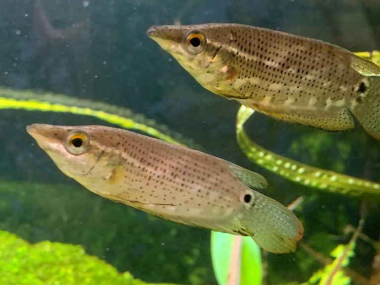 Noble Gourami - Ctenops nobilis