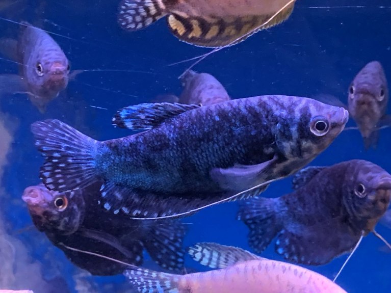 Opaline Gourami-Trichopodus trichopterus