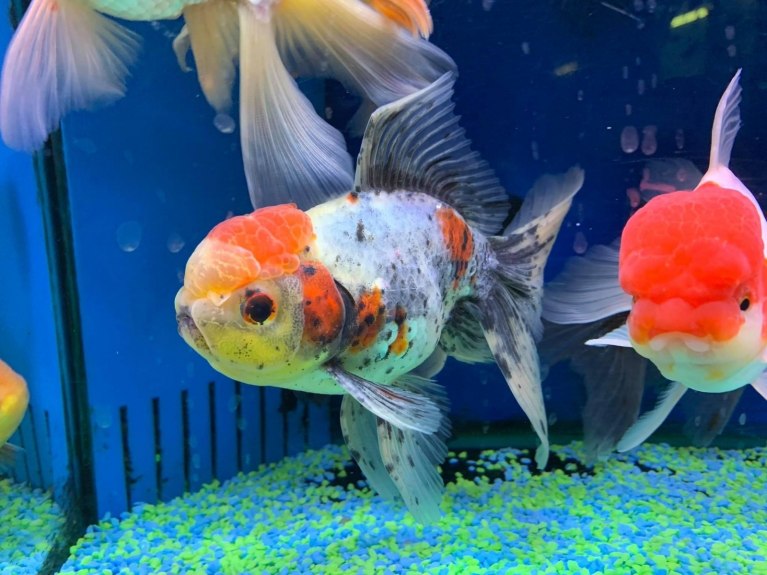 Oranda-Carassius auratus auratus