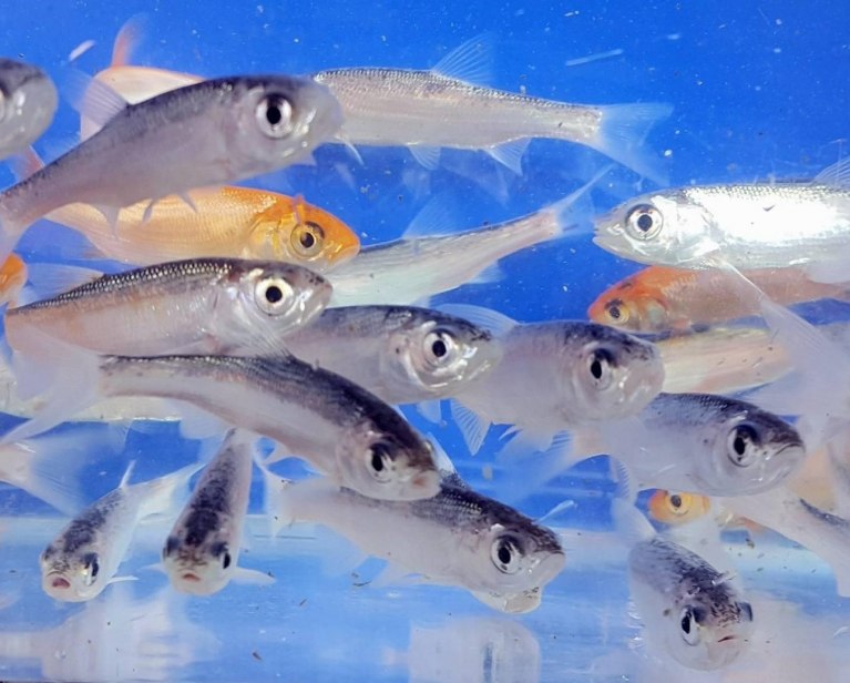 Blue Orfe-Leuciscus idus