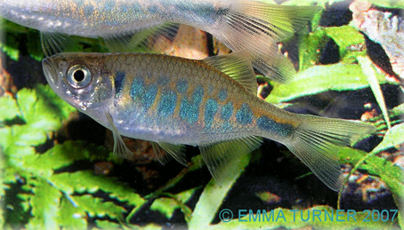 Pathiran"™s Danio-Devario pathirana