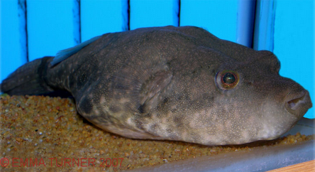 Pignose Puffer-Tetraodon suvattii