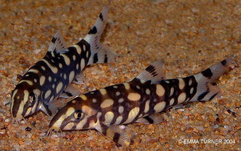 Polka Dot Loach-Botia kubotai