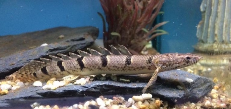 Banded Bichir-Polypterus delhezi
